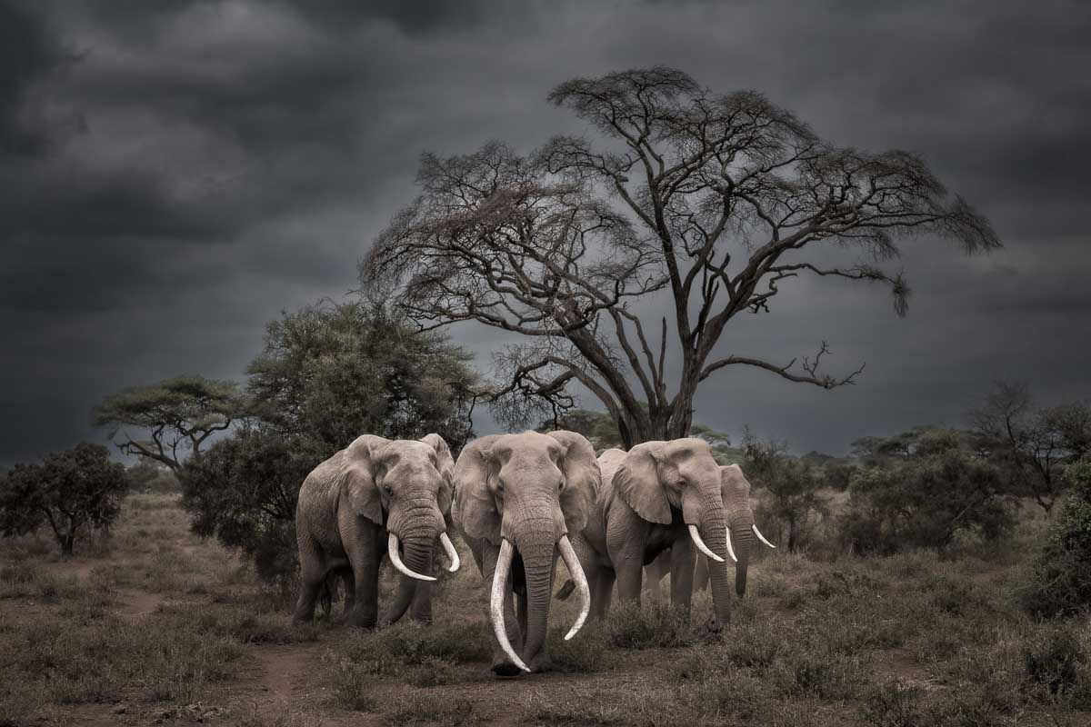 Wim van den Heever Curiosity - Nature Photographer of the Year